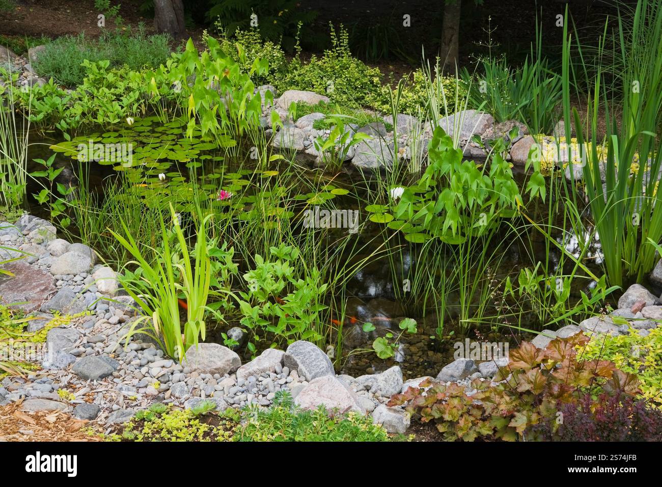 Pond with Typha minima - Dwarf Cattails, Typha latifolia - Common ...