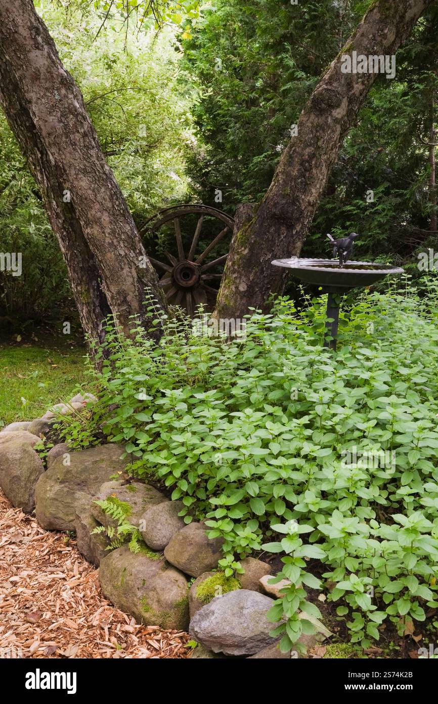 Malus sylvestris - Wild Apple tree in raised bed underplanted with ...