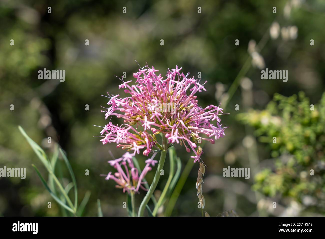 Centranthus lecoqii hi-res stock photography and images - Alamy
