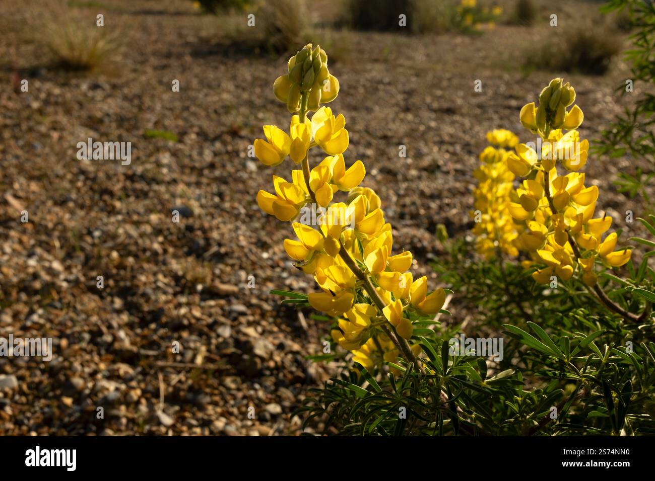 Common bird's-foot-trefoil (Lotus corniculatus), Kessingland beach ...