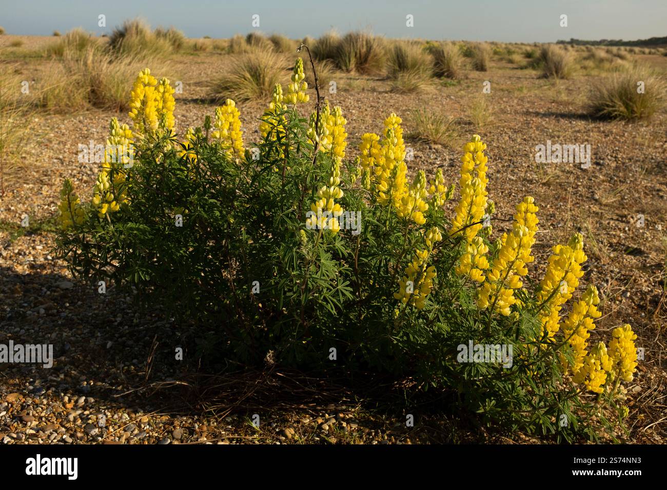 Common bird's-foot-trefoil (Lotus corniculatus), Kessingland beach ...