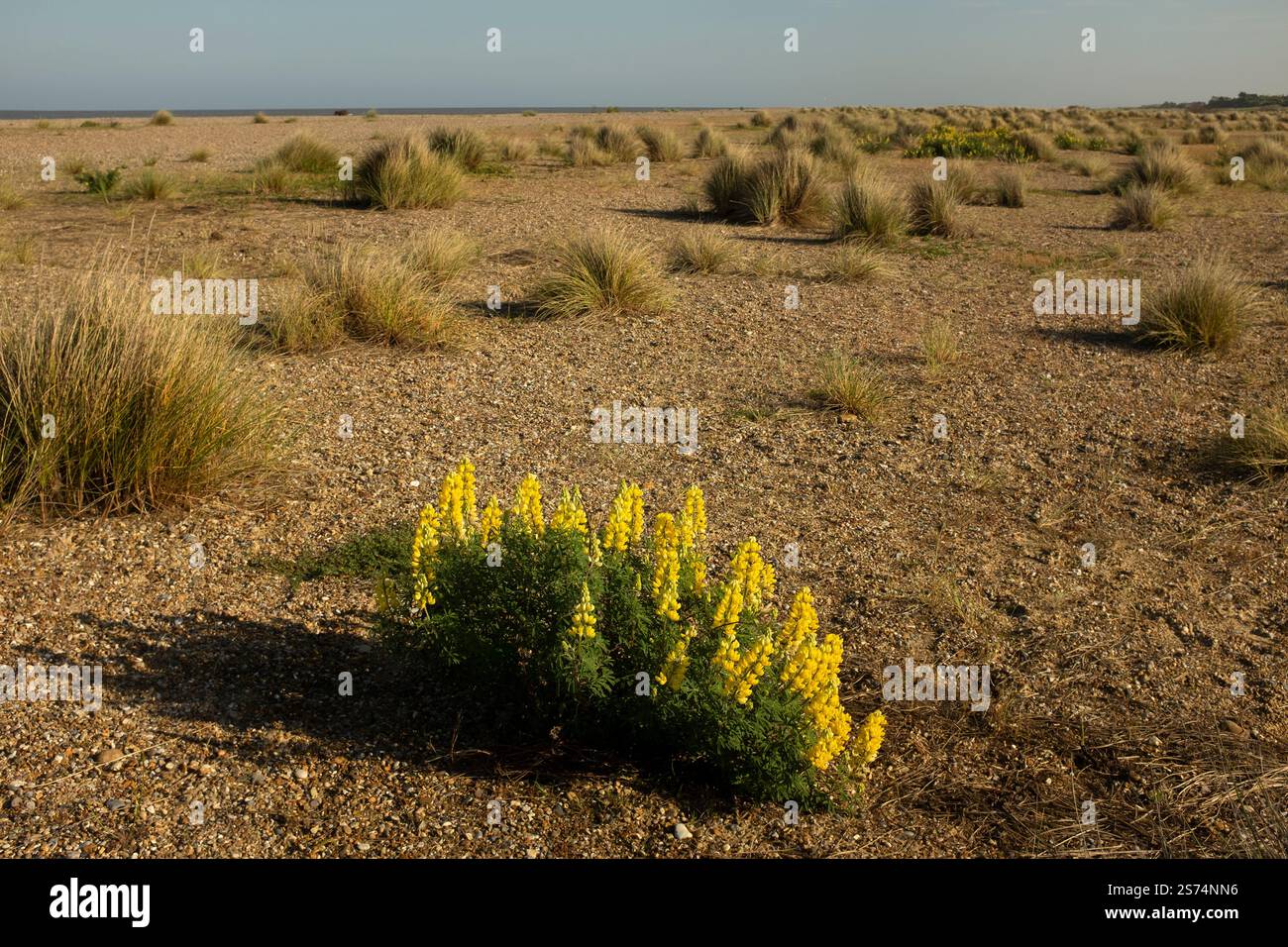 Common bird's-foot-trefoil (Lotus corniculatus), Kessingland beach ...