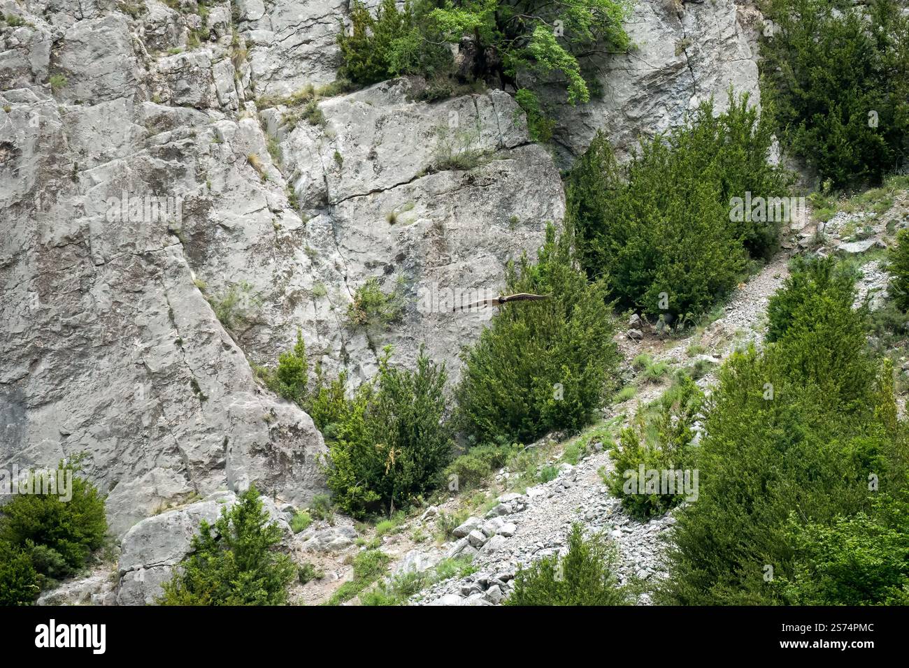 a lammergeier bearded vulture (ossifrage, gypaetus barbatus) in flight ...