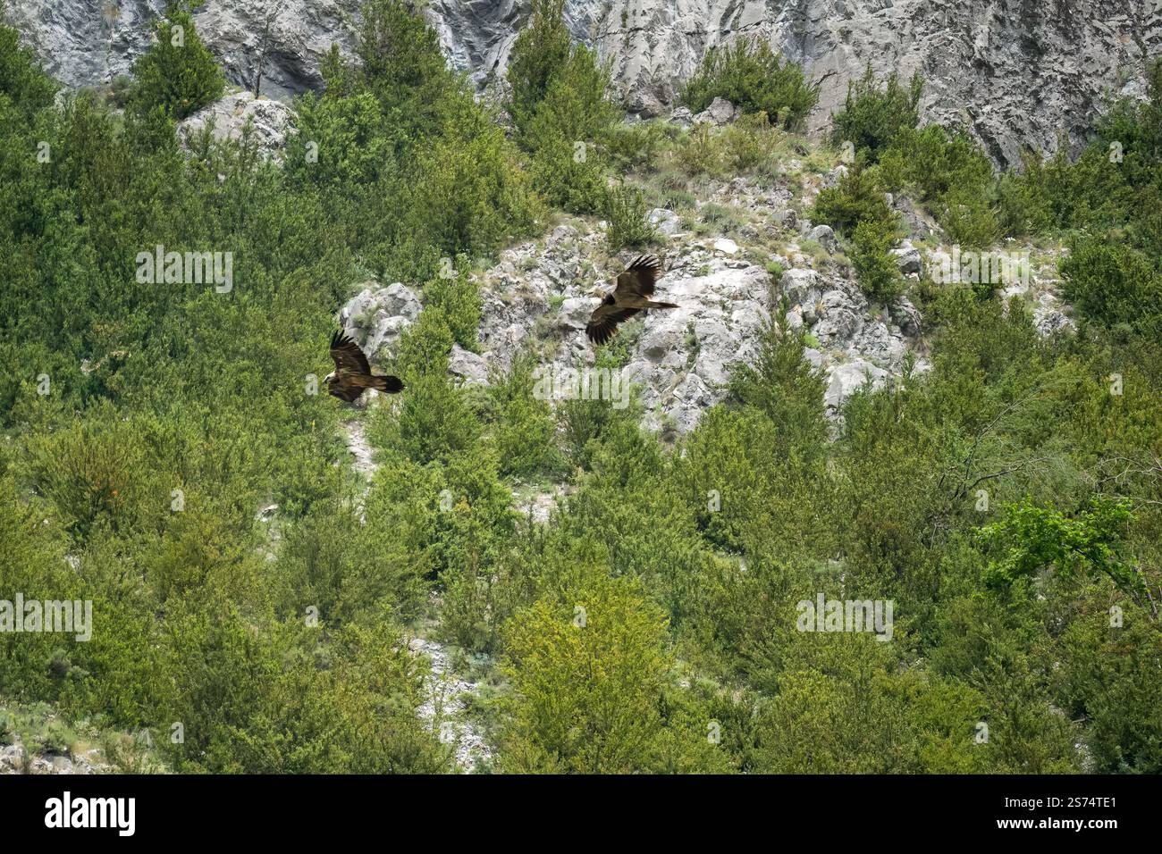 a lammergeier bearded vulture (ossifrage, gypaetus barbatus) in flight ...