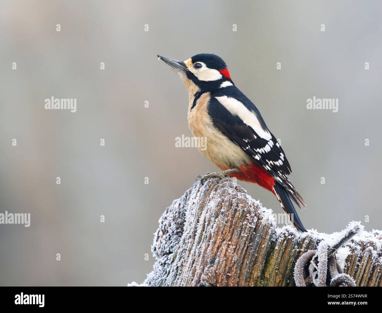 Great-spotted woodpecker, Dendrocopos major, Single male bird on ...