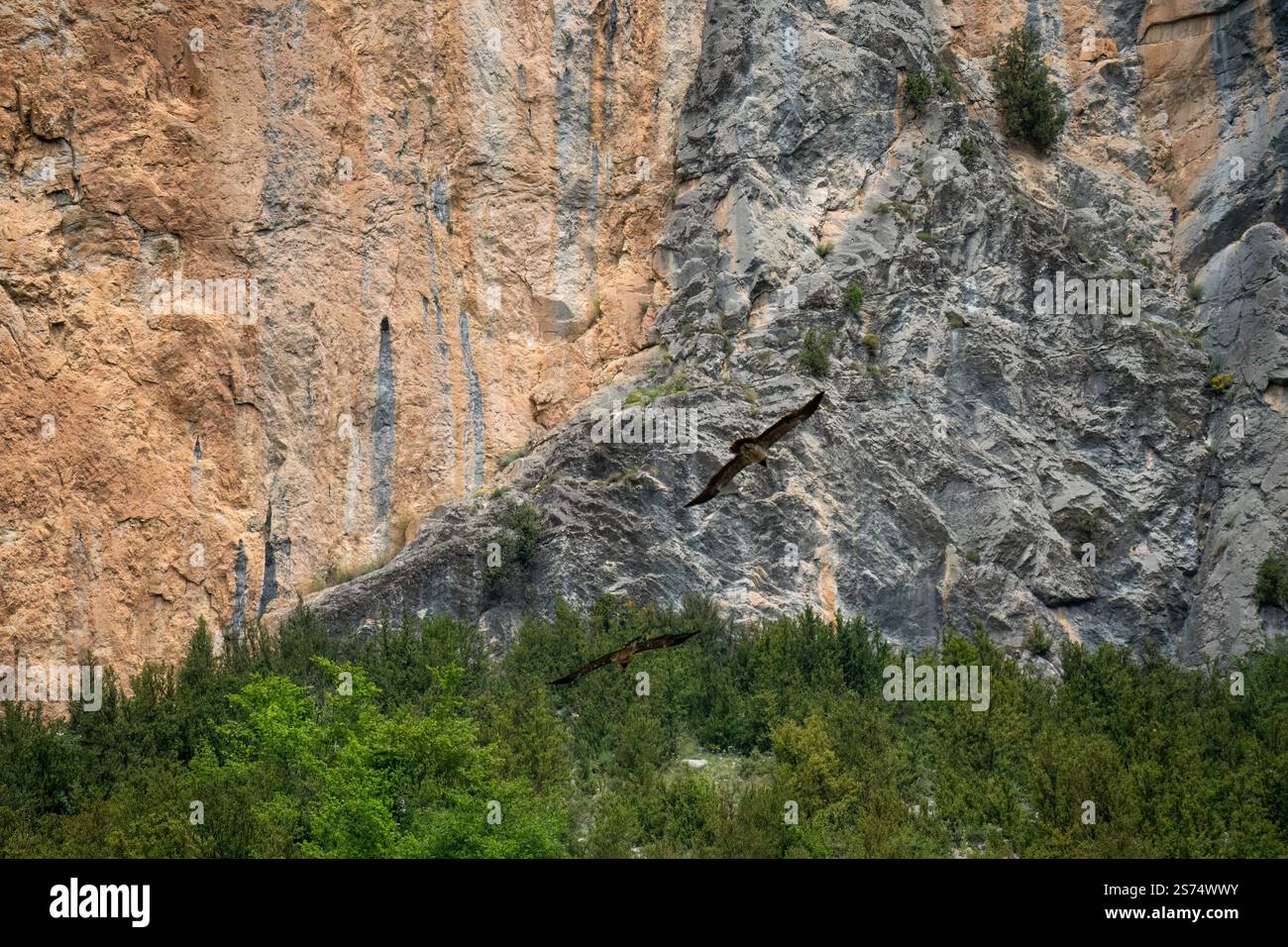 a lammergeier bearded vulture (ossifrage, gypaetus barbatus) in flight ...