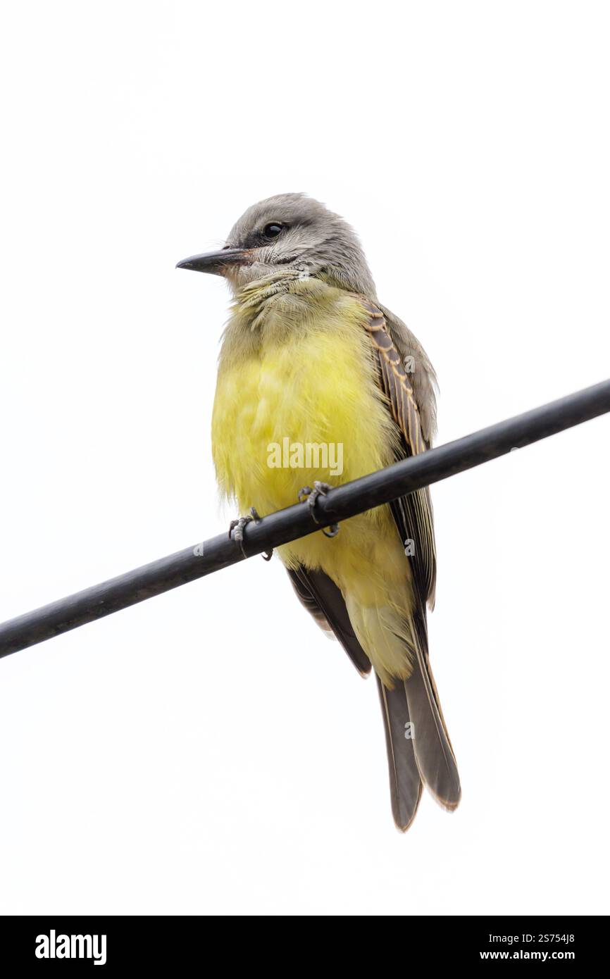 Tropical Kingbird (Tyrannus melancholicus) isolated on white background ...
