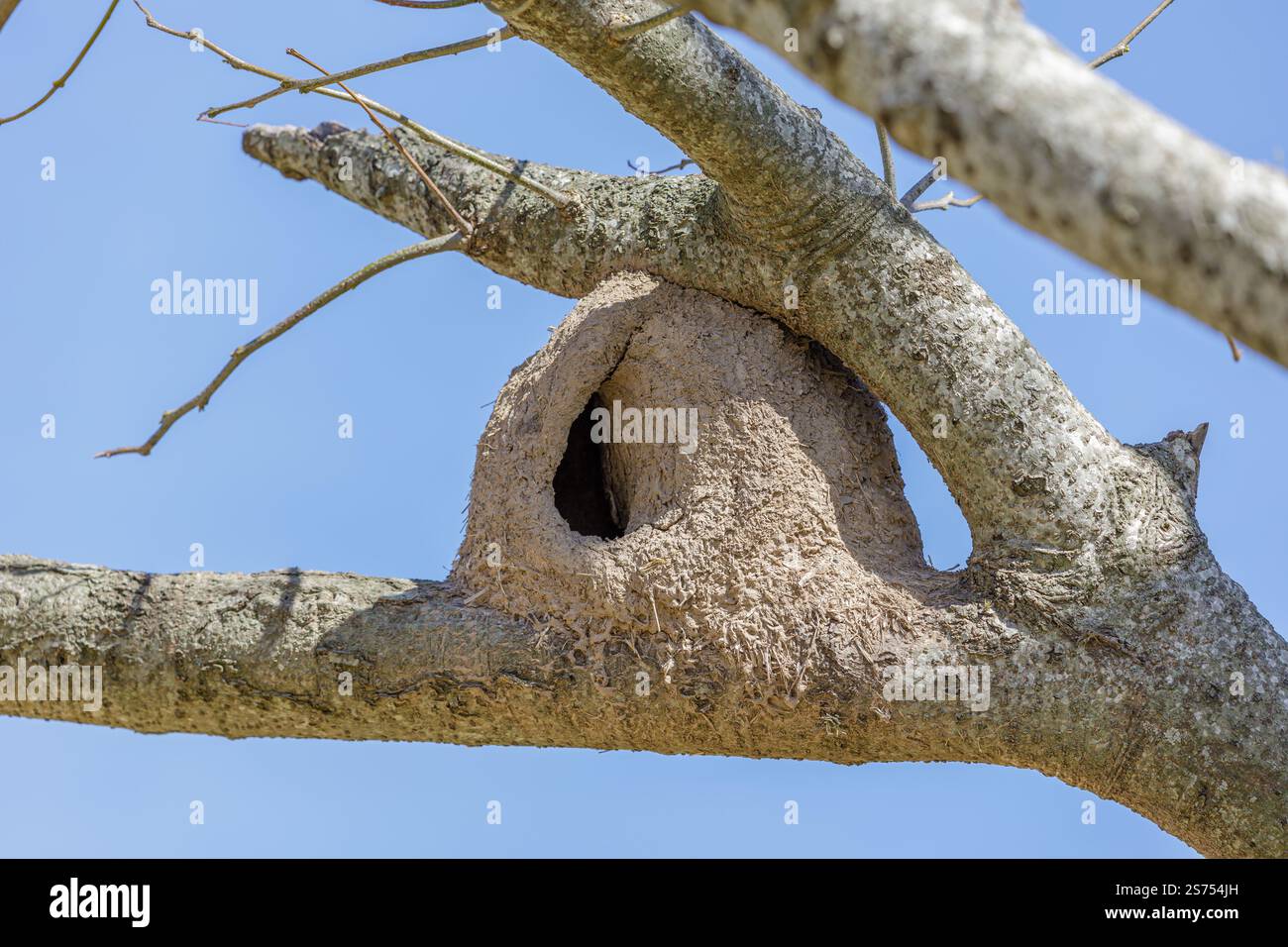 Nest of an Rufous Hornero (Furnarius rufus) built on the branch of a ...