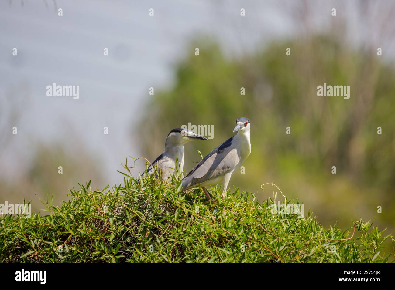 Two Black-crowned Night Herons (Nycticorax nycticorax) perched on a ...