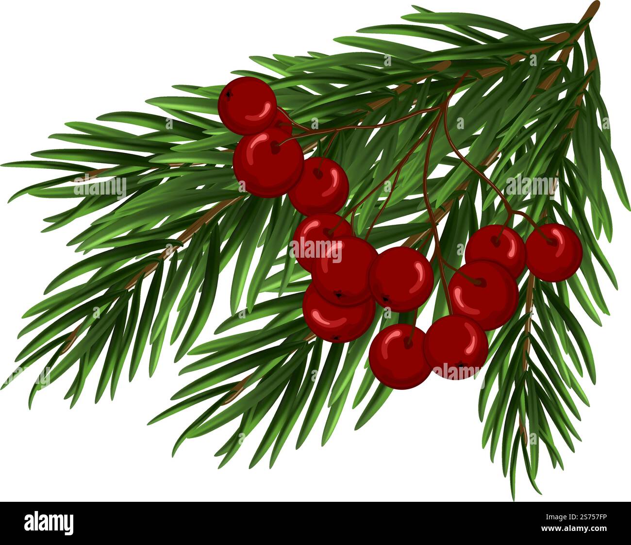 Christmas fir tree branch. Christmas tree branch with holly berries on ...
