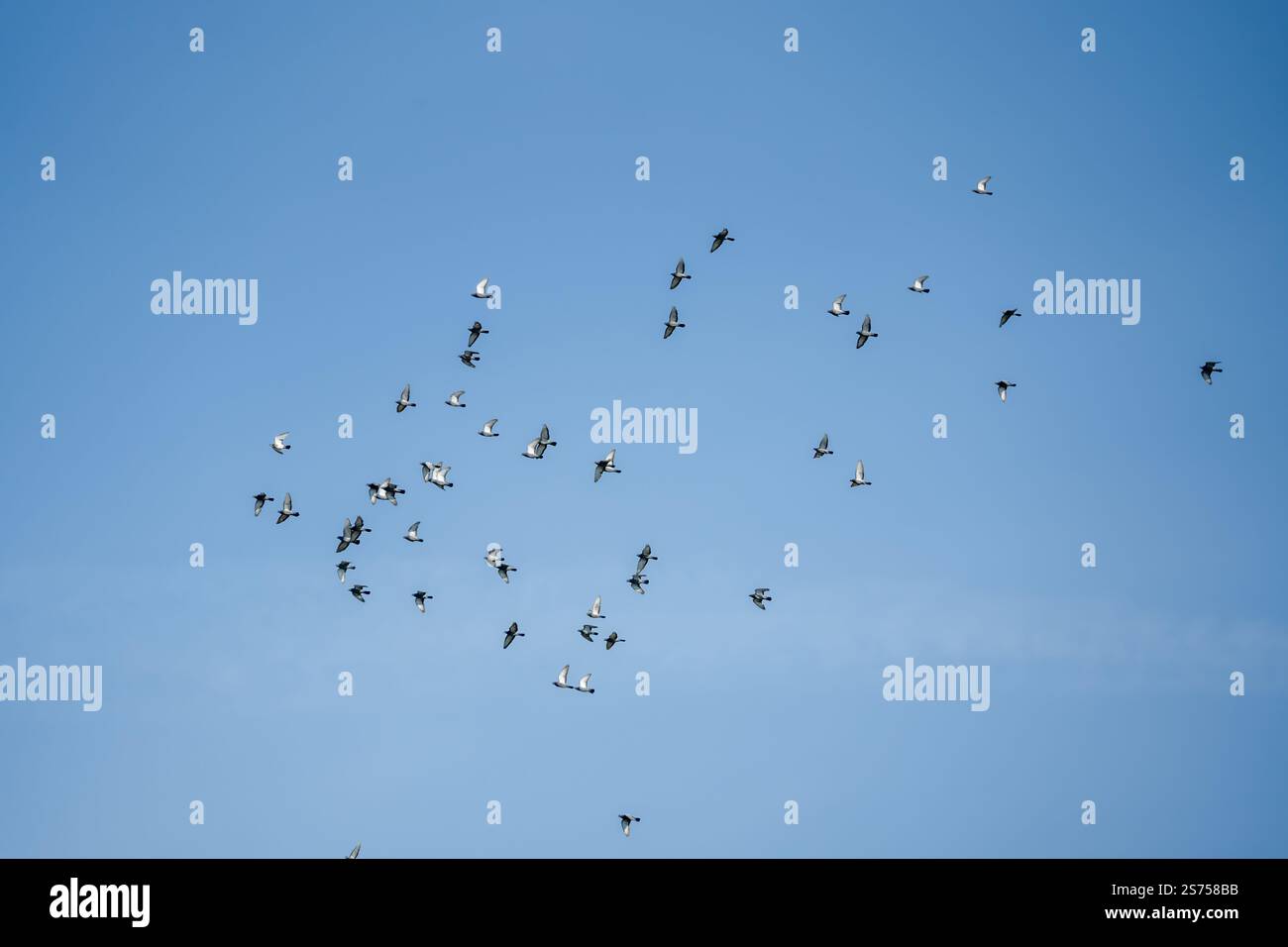 a large flock of racing homing pigeons (Columba livia domestica) in a ...