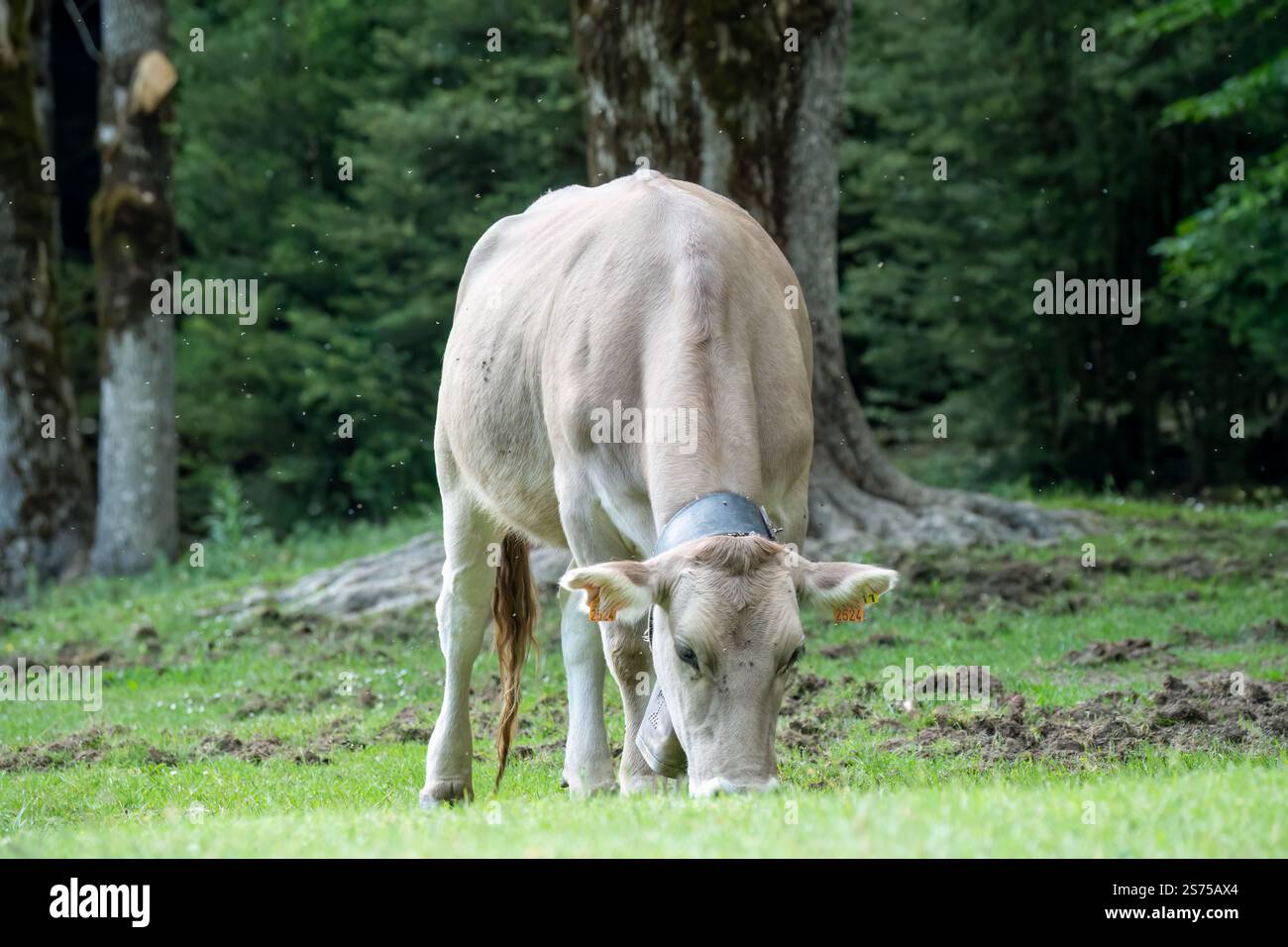 The Pirenaica, Basque (Behi-gorri) white beef cattle indigenous to the ...
