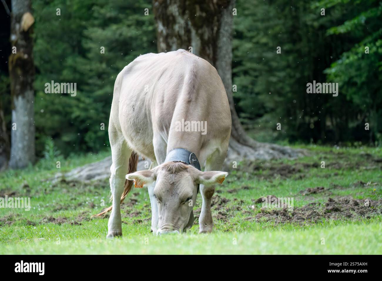 The Pirenaica, Basque (Behi-gorri) white beef cattle indigenous to the ...