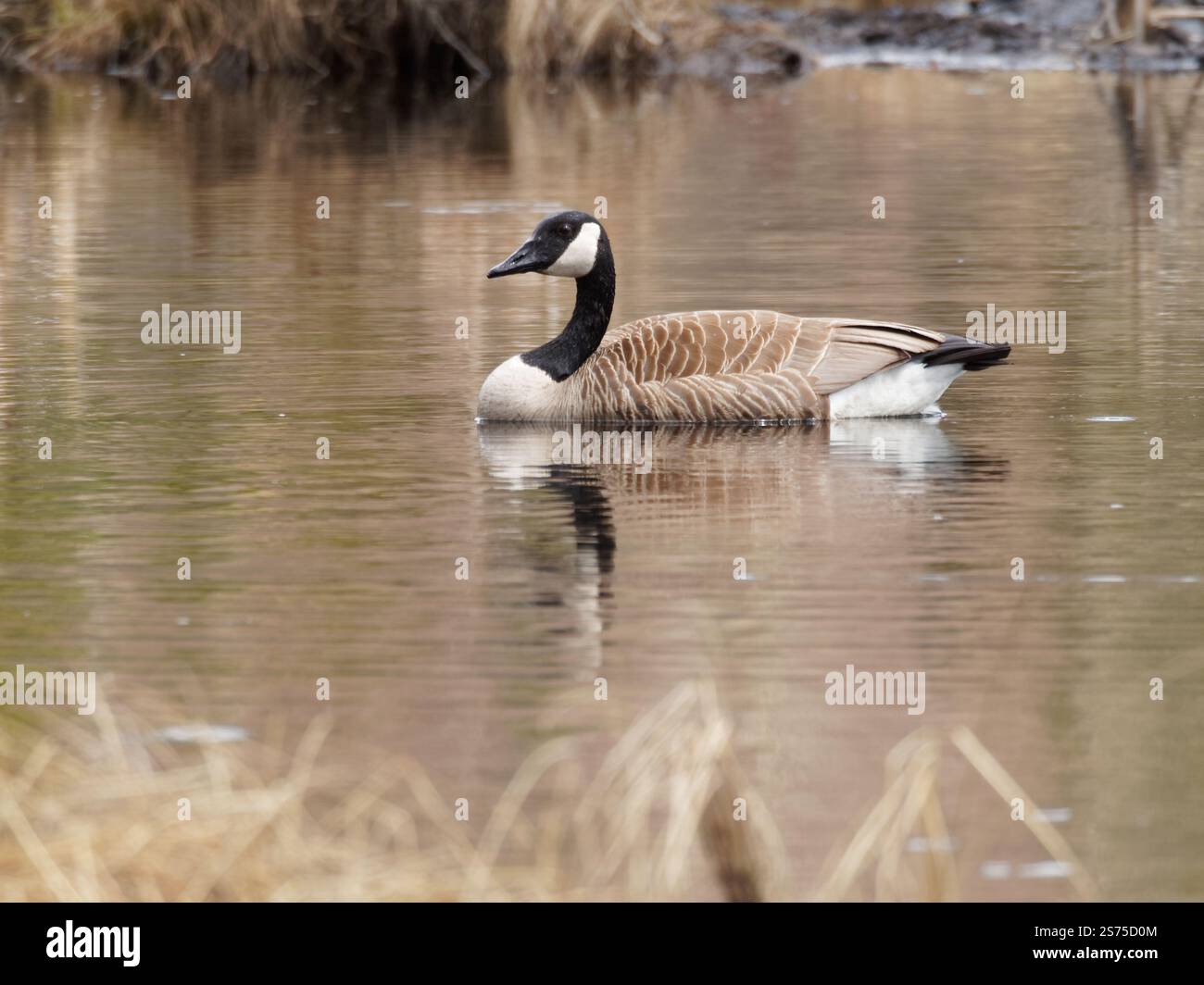 Canada Goose swimming in a marsh, Quebec,Canada Stock Photo - Alamy