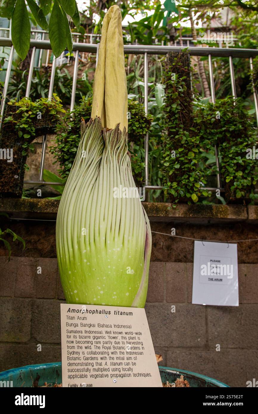 Titan Arum flower in Sydney Botanic Garden Stock Photo - Alamy