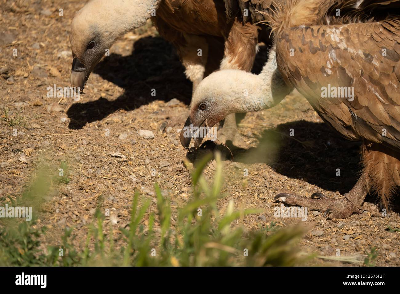 Close-up of a kettle of Griffon vultures (Eurasion griffon, Gyps fulvus ...