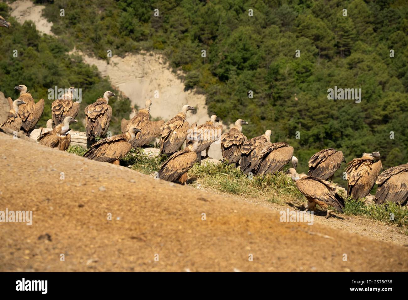 Close-up of a kettle of Griffon vultures (Eurasion griffon, Gyps fulvus ...