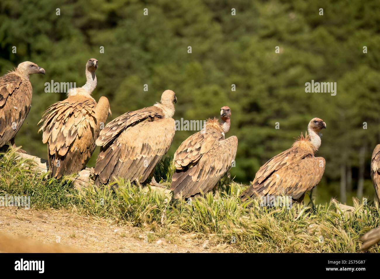 Close-up of a kettle of Griffon vultures (Eurasion griffon, Gyps fulvus ...