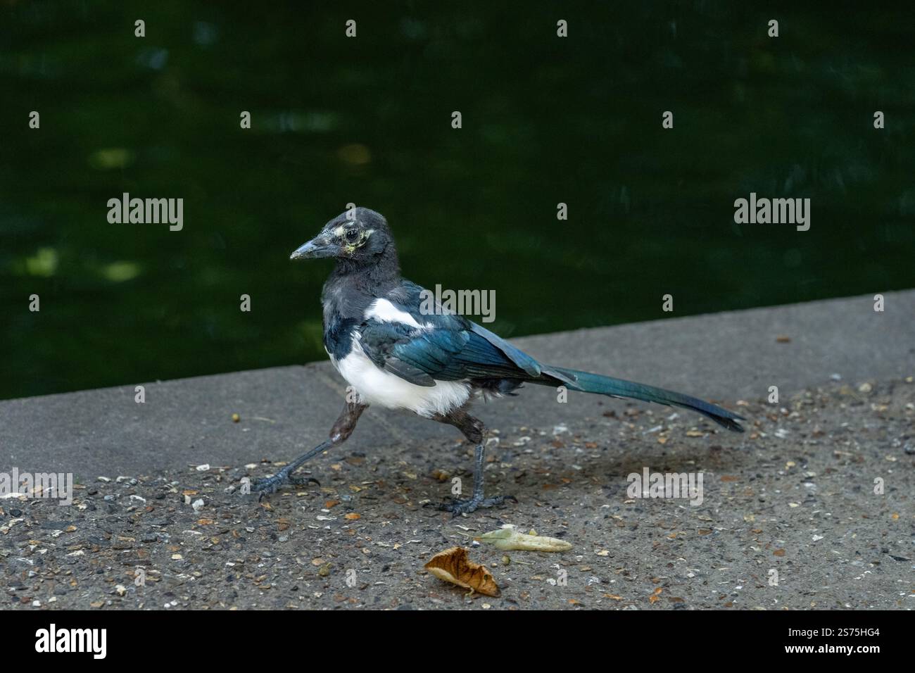 Eurasian magpie walking lang riverside path at Windsor England Stock ...