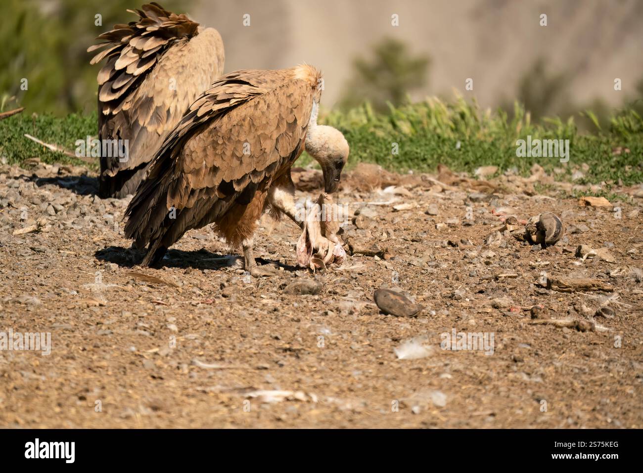 Close-up of a kettle of Griffon vultures (Eurasion griffon, Gyps fulvus ...