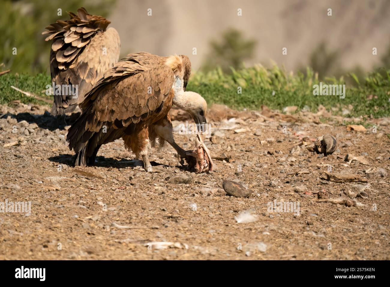 Close-up of a kettle of Griffon vultures (Eurasion griffon, Gyps fulvus ...