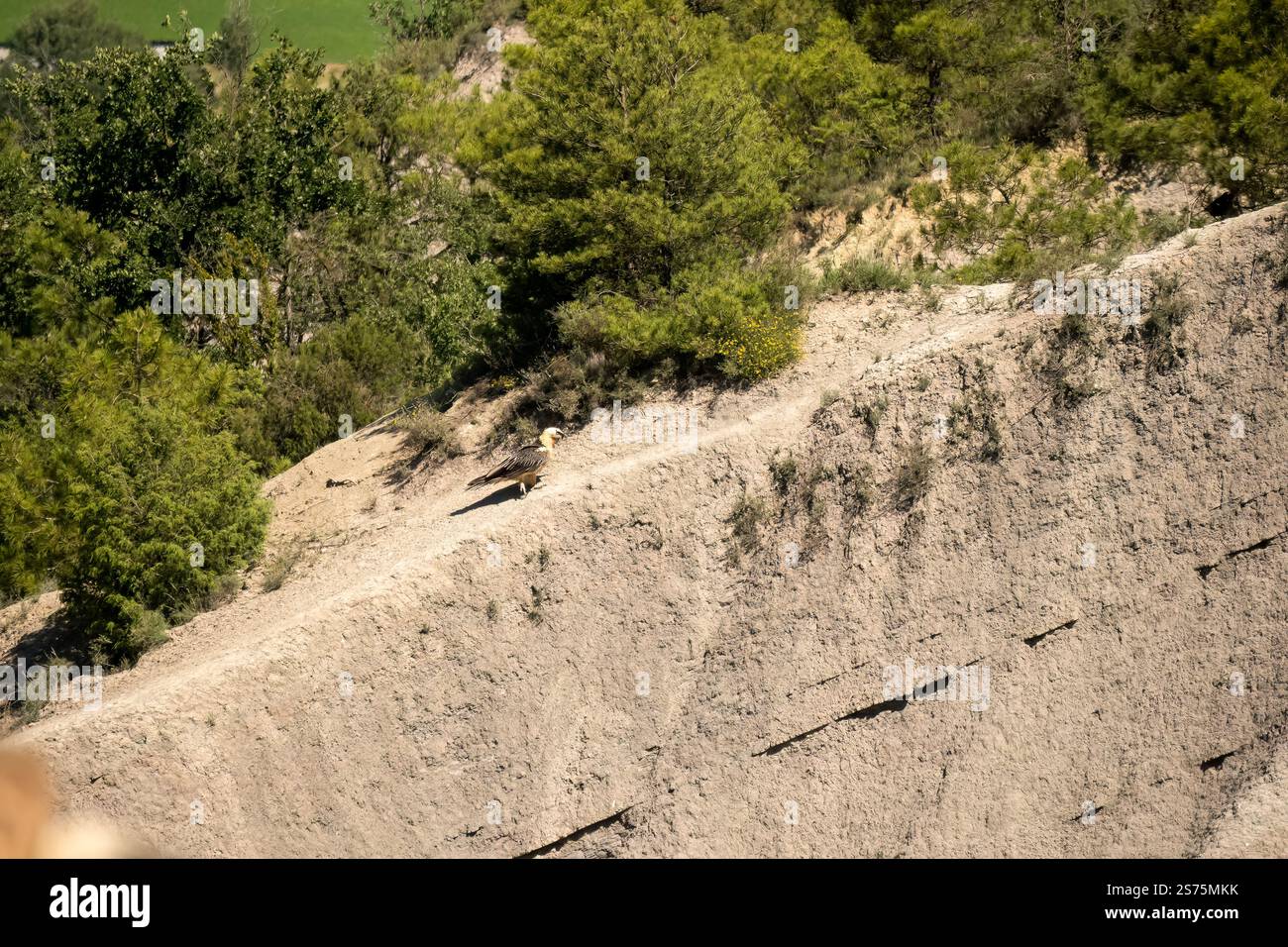 a bearded vulture (ossifrage, lammergeier Stock Photo - Alamy