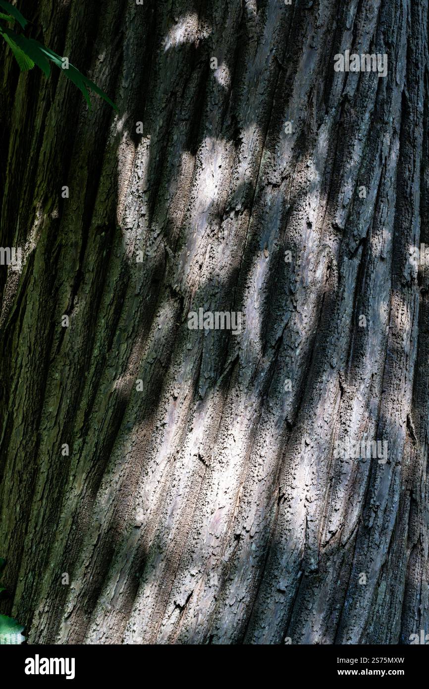 Sunlight through dappled light shadow on tree trunk with diagonal ridge ...