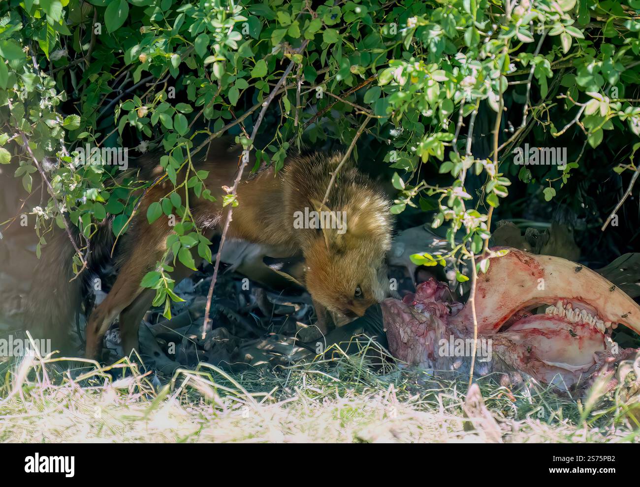 close-up of a wild Iberian Red Fox (Zorro, Vulpes Vulpes Silacea ...
