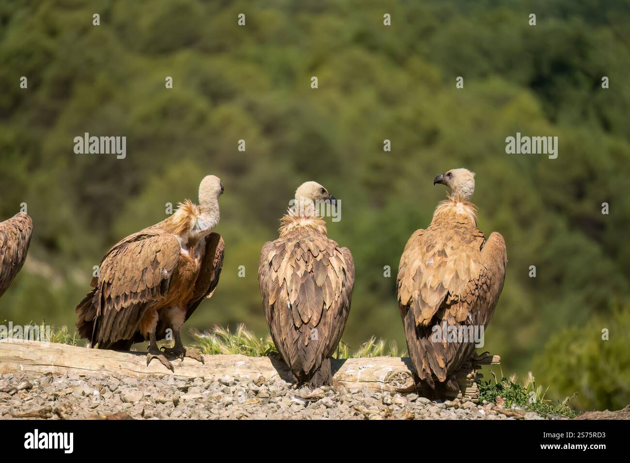 Close-up of a kettle of Griffon vultures (Eurasion griffon, Gyps fulvus ...