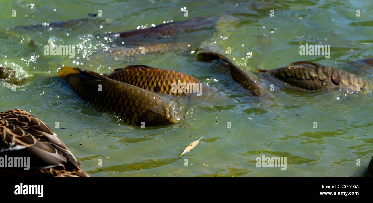Scaly common carp swimming in green water Stock Photo - Alamy