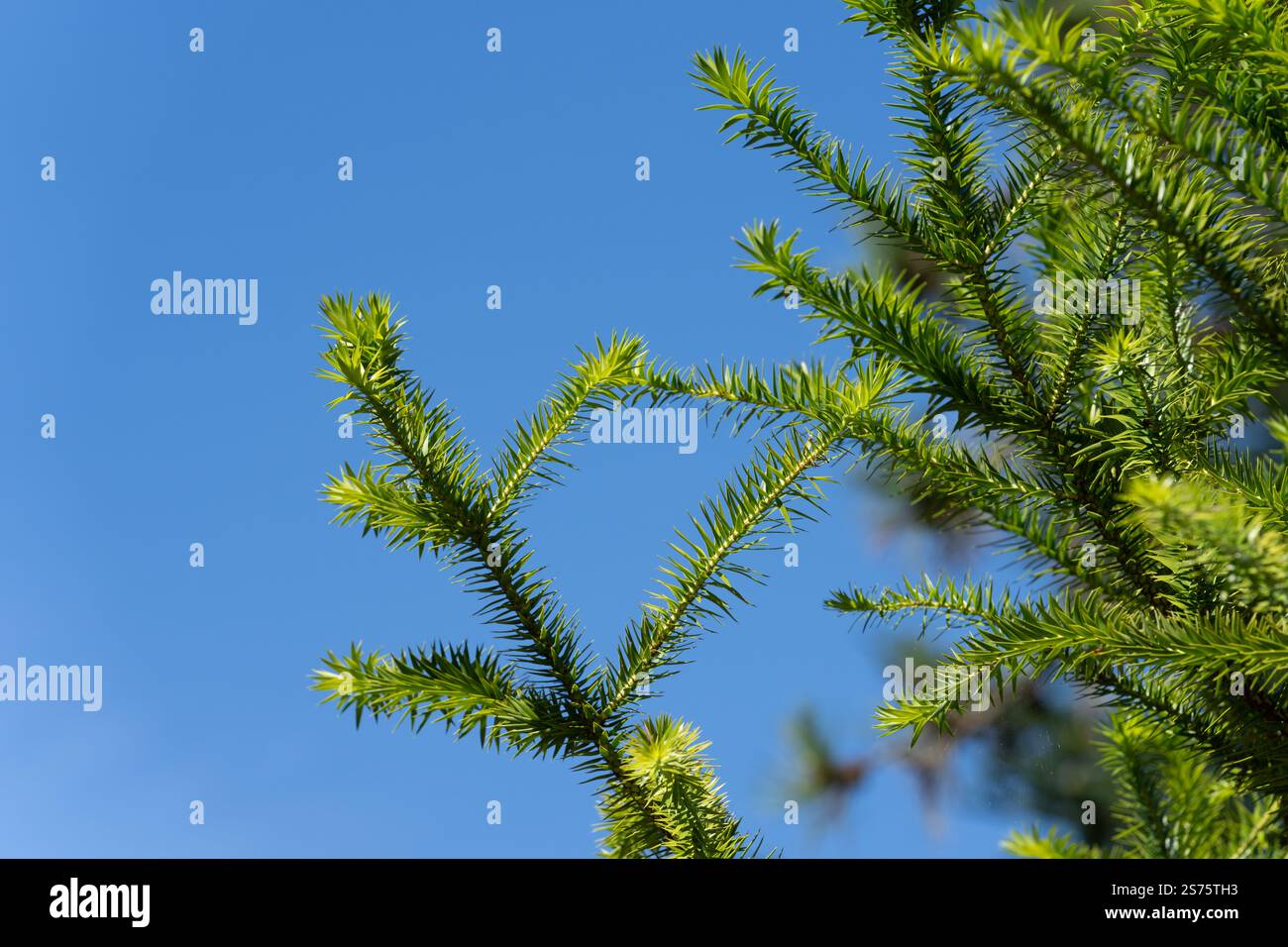 Parana pine hi-res stock photography and images - Alamy