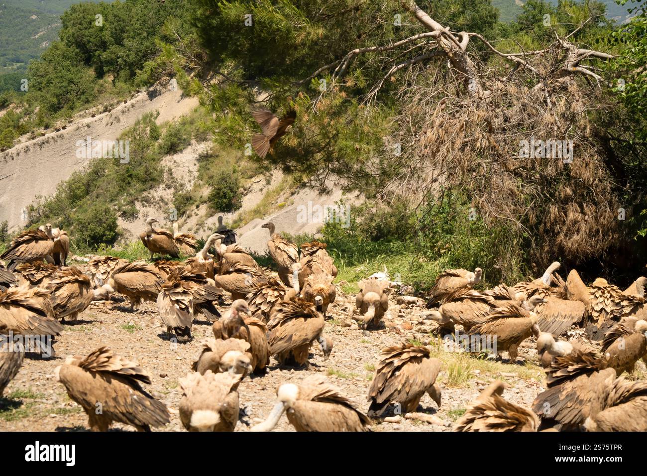 Close-up of a kettle of Griffon vultures (Eurasion griffon, Gyps fulvus ...
