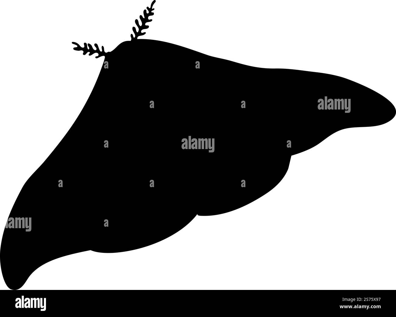 Silhouette of moth. Moth close-up detailed. Vector moth icon on white ...