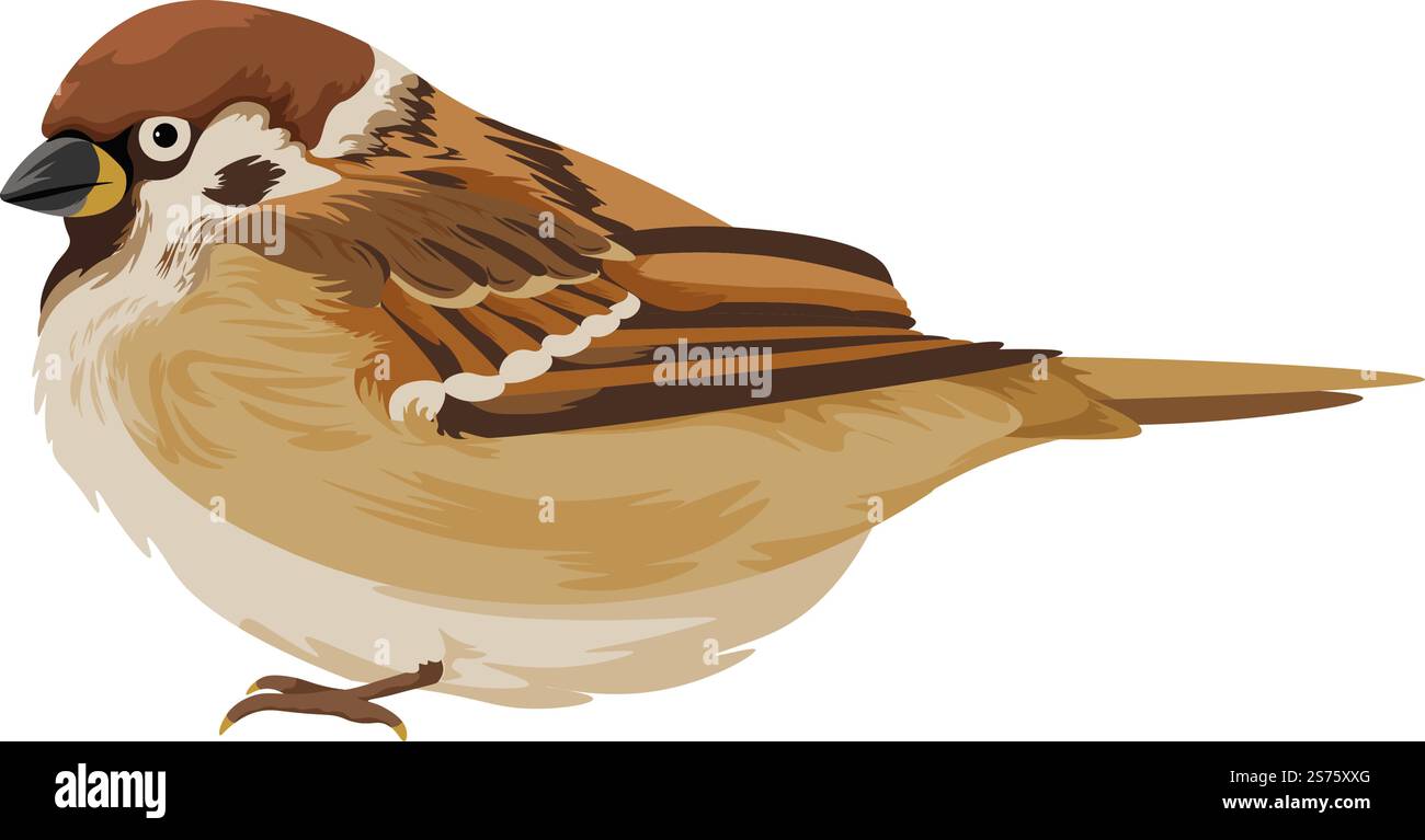 Avian animal portrait closeup. Isolated sparrow with brown plumage and ...