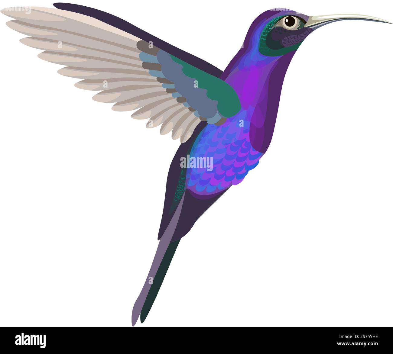 Small avian animal portrait, isolated colibri with colorful plumage and ...