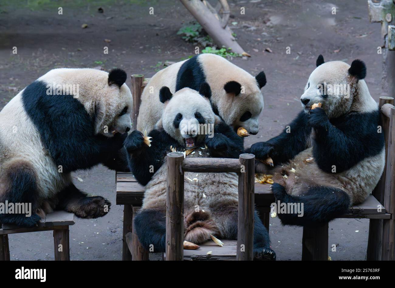 CHONGQING, CHINA - JANUARY 18, 2025 - Giant pandas Shuangshuang ...