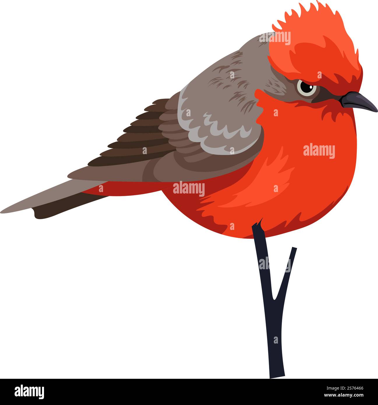 Grey body plumage Stock Vector Images - Alamy