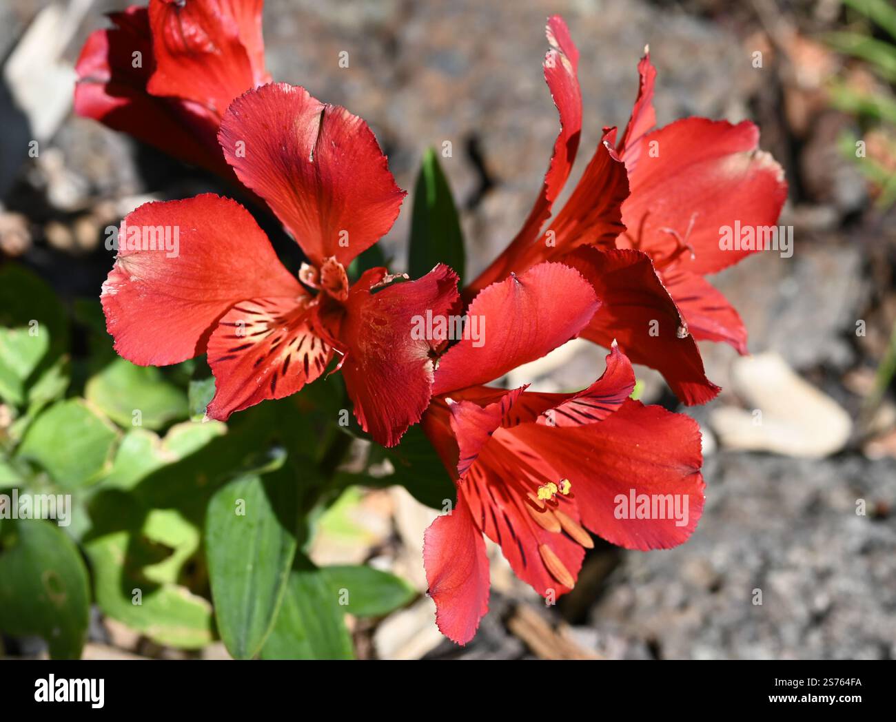 Alstroemeria - Peruvian lily - lily of the Incas - princess lily ...