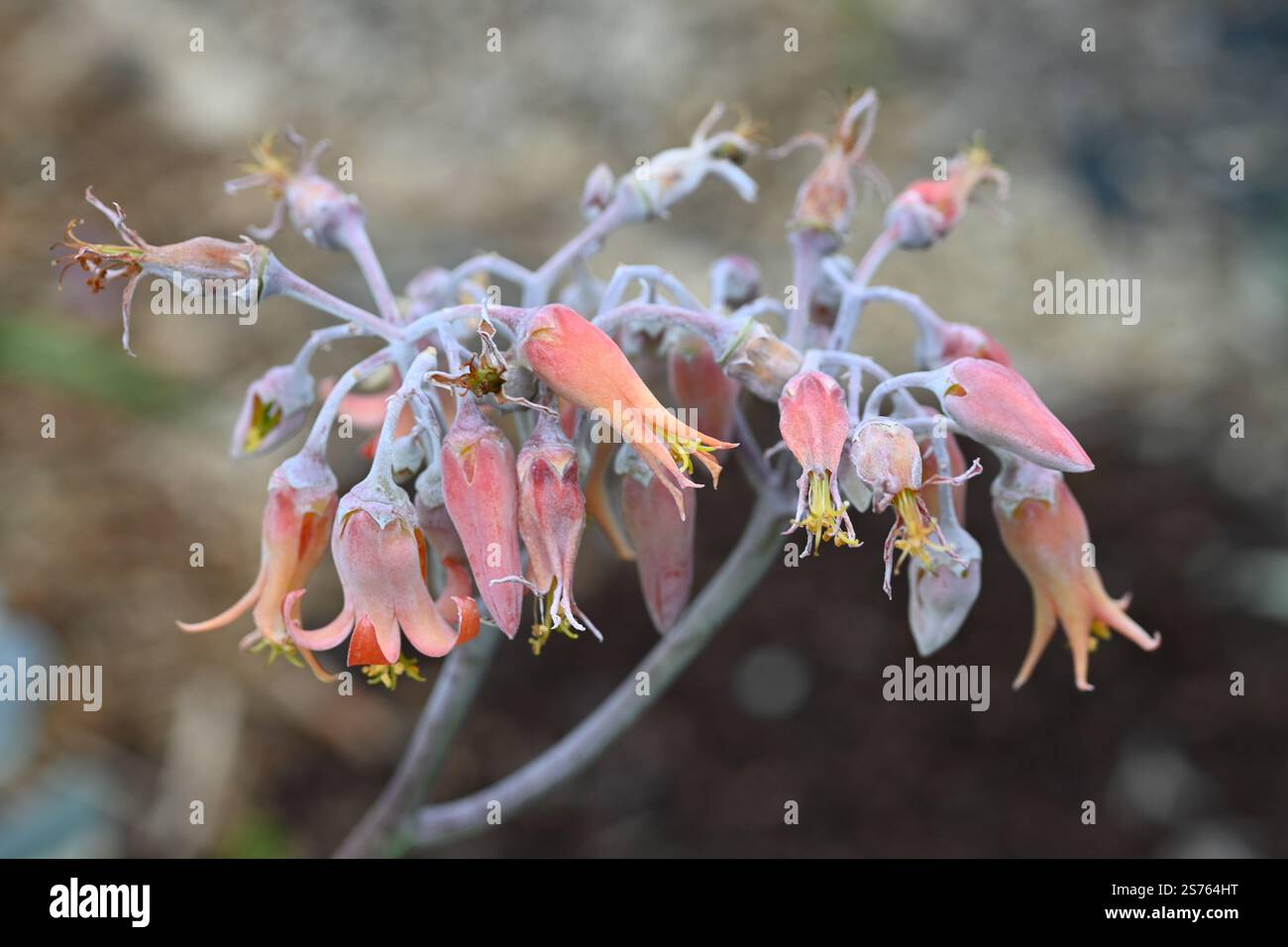 Shown in various stages of growth hi-res stock photography and images ...