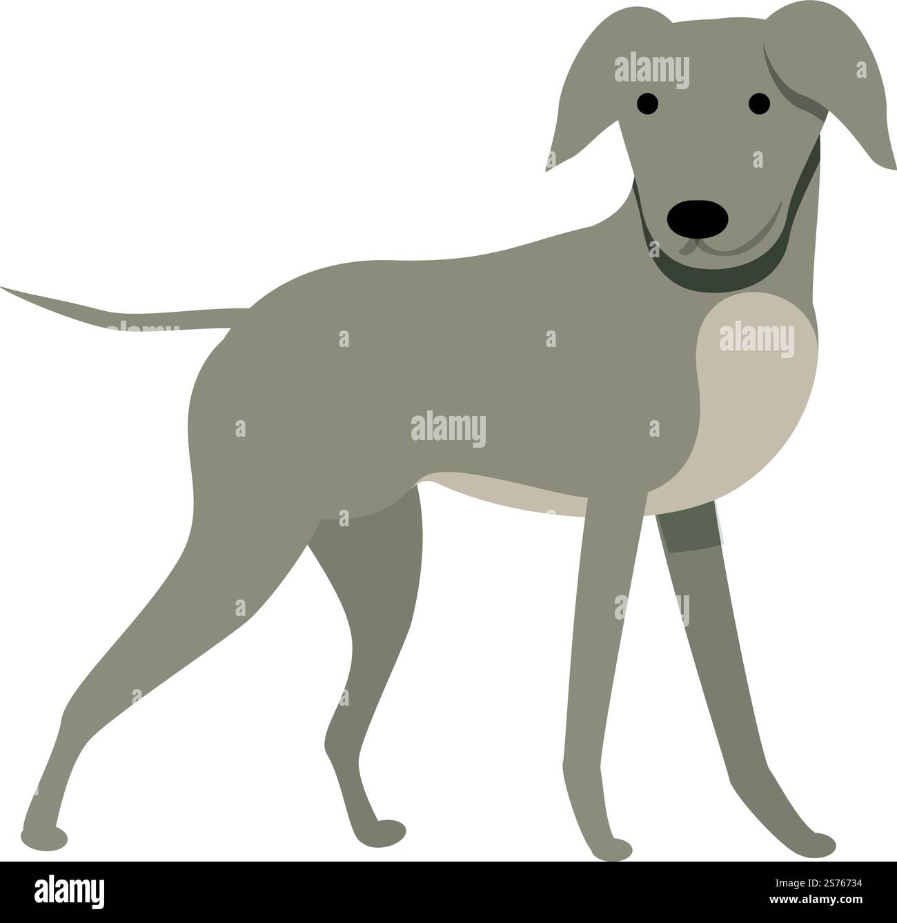 English greyhound dog hi-res stock photography and images - Alamy