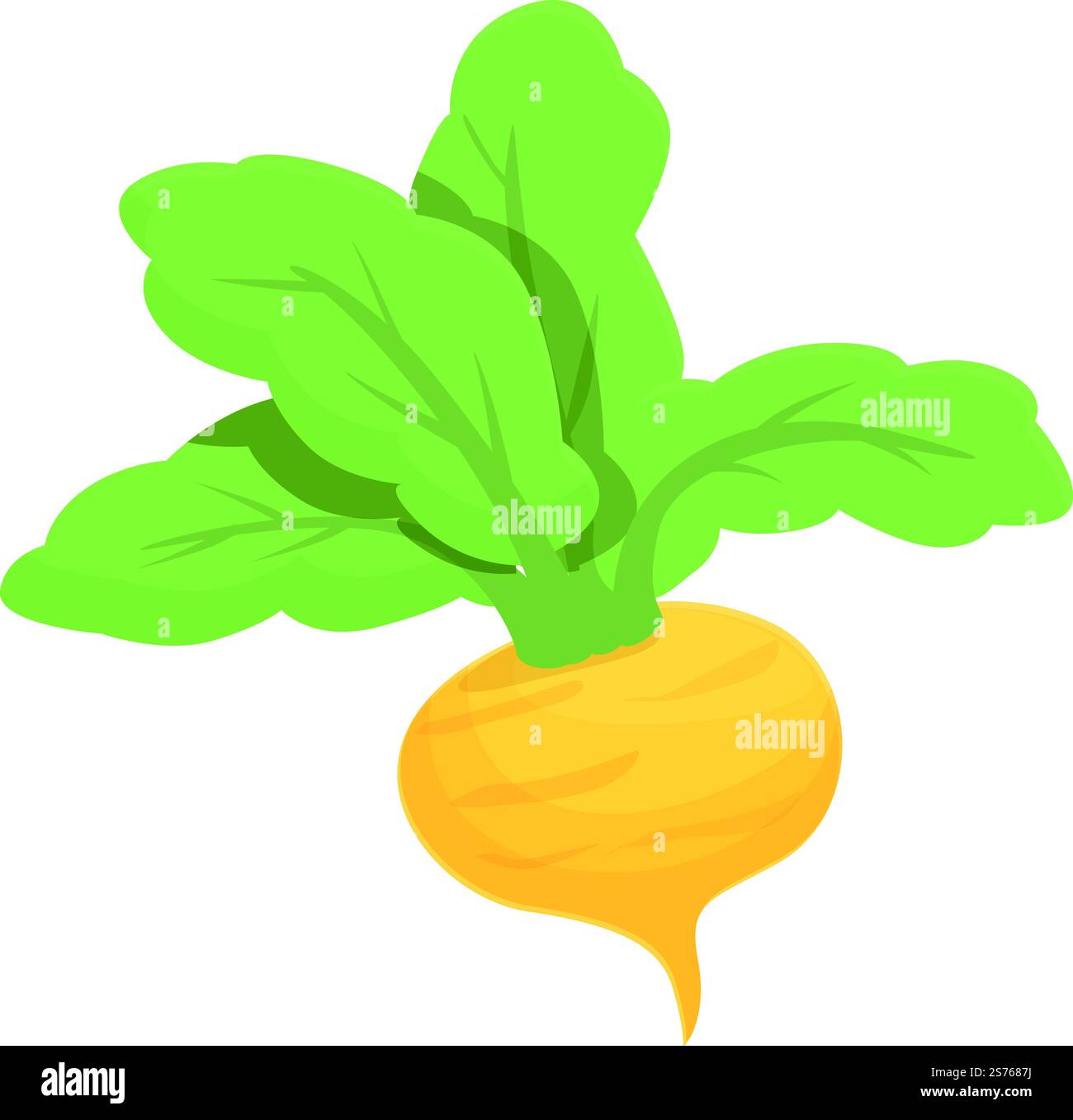 Ripe root icon cartoon vector. Turnip vegetable. Sweet cooking. Ripe ...
