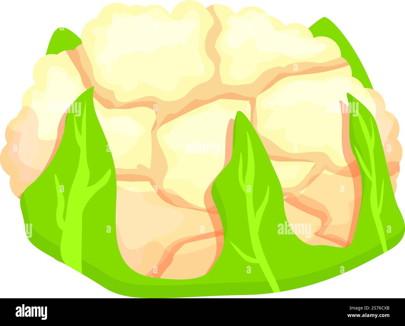 Meal cauliflower icon cartoon vector. Cabbage food. Farm broccoli. Meal ...