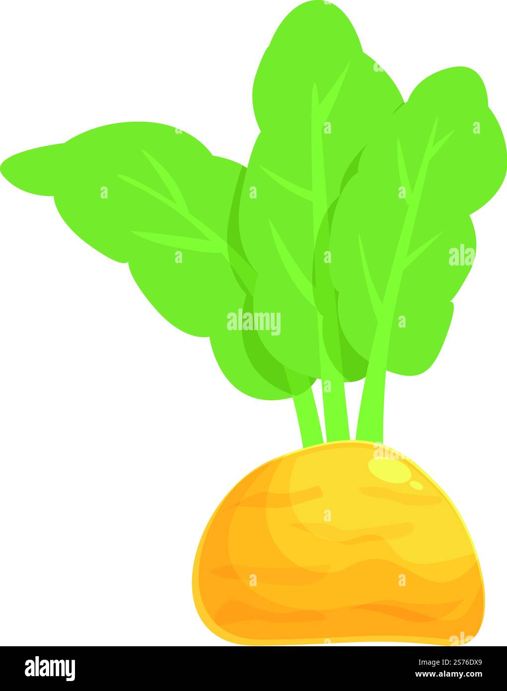 Ground turnip icon cartoon vector. Root radish. Harvest cooking. Ground ...