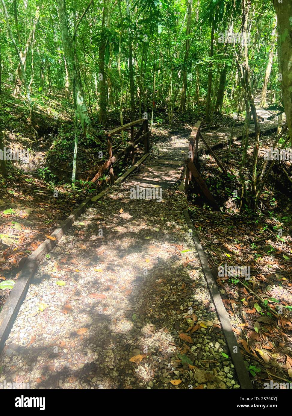 Panama City Panama 11-17-2024 Views of the tropical rain forest hiking ...