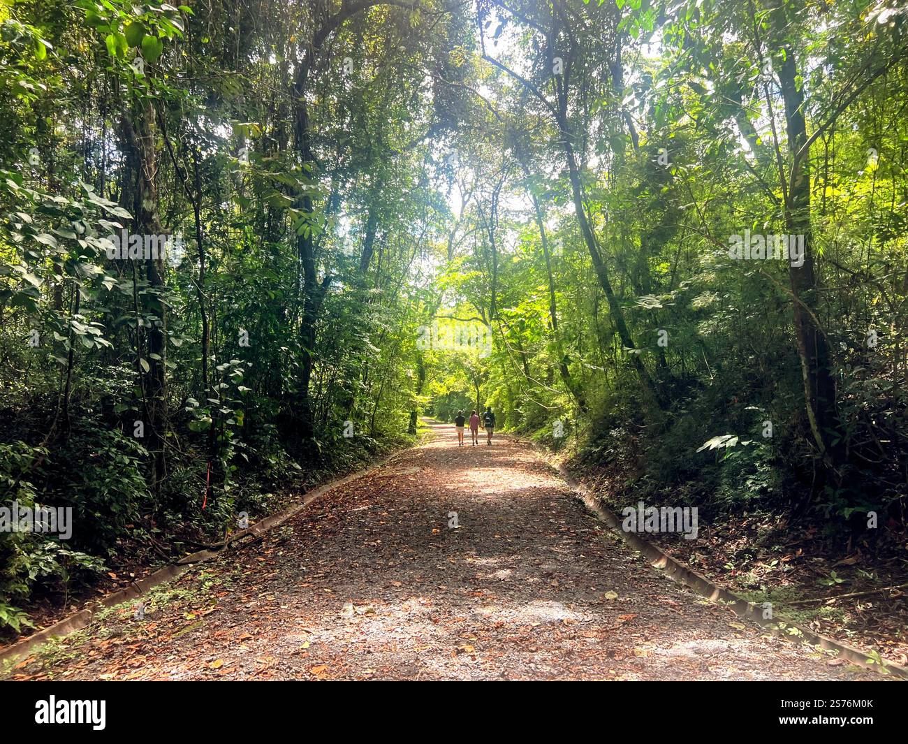 Panama City Panama 11-17-2024 Views of the tropical rain forest hiking ...