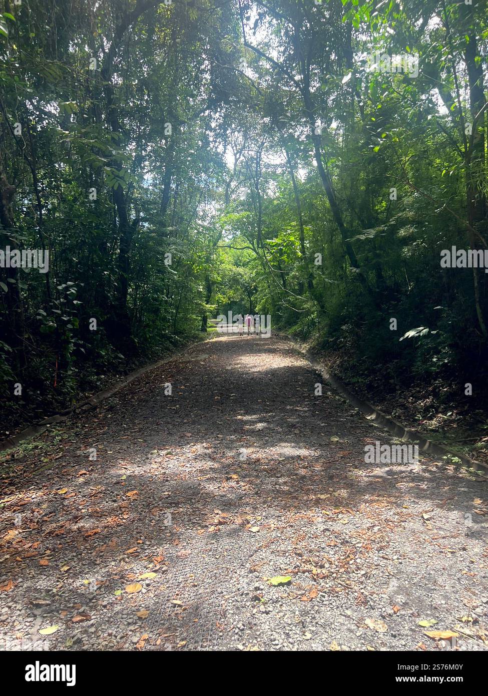 Panama City Panama 11-17-2024 Views of the tropical rain forest hiking ...