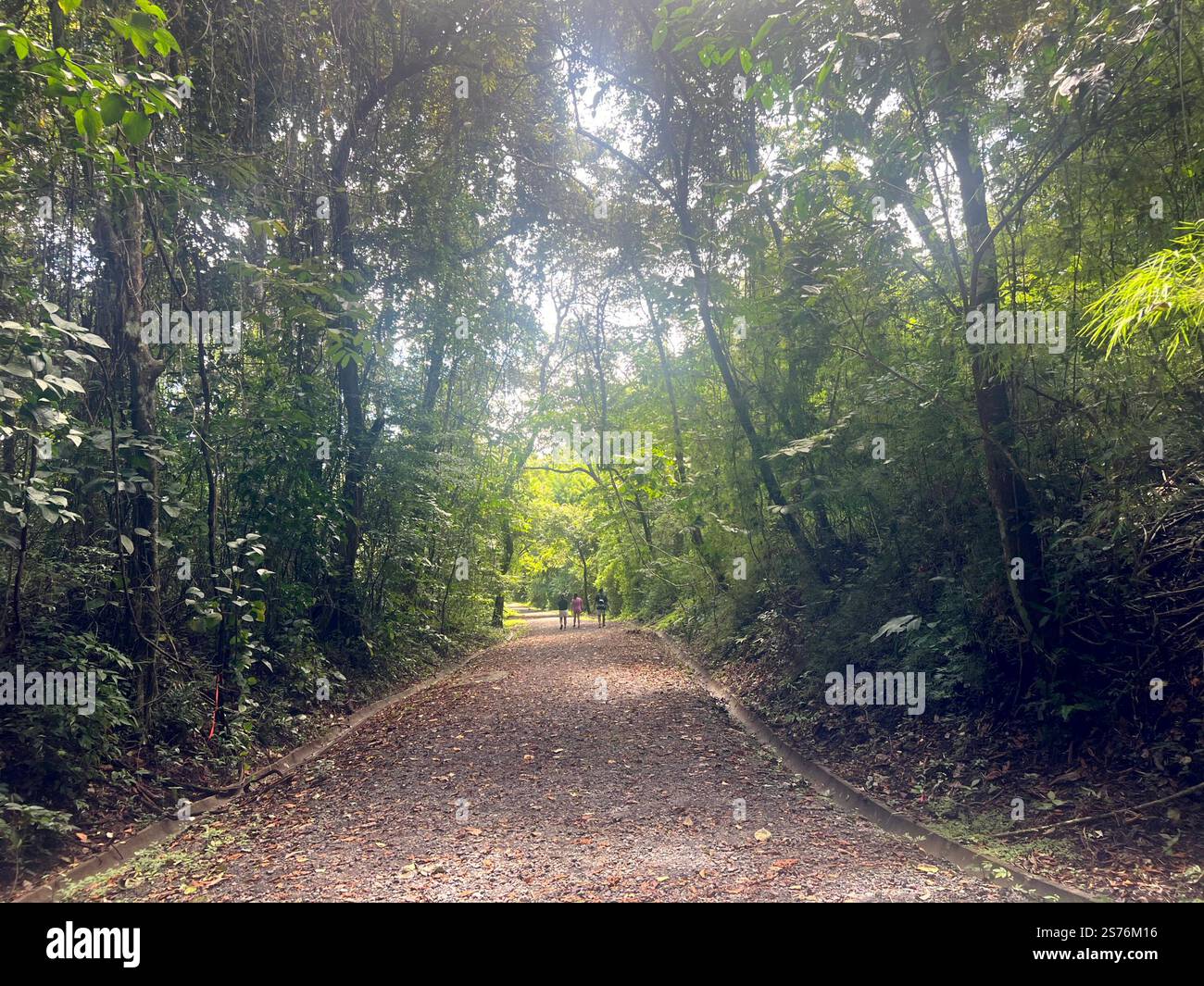 Panama City Panama 11-17-2024 Views of the tropical rain forest hiking ...