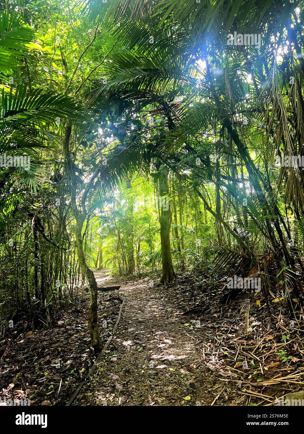 Panama City Panama 11-17-2024 Views of the tropical rain forest hiking ...