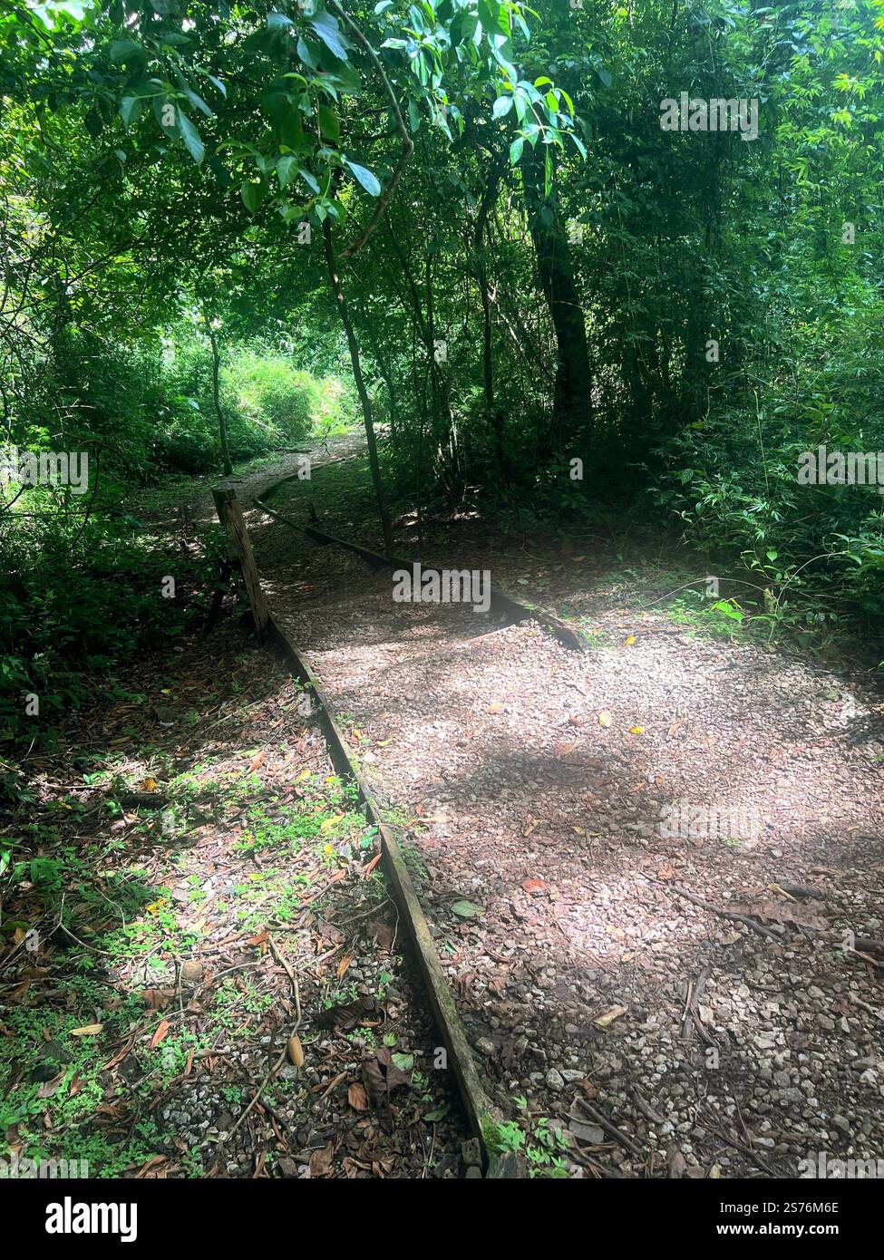 Panama City Panama 11-17-2024 Views of the tropical rain forest hiking ...