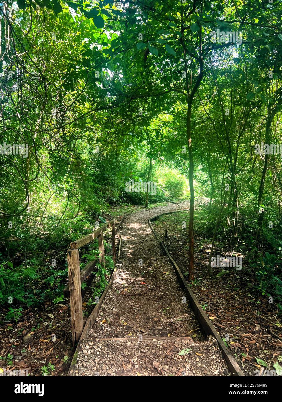 Panama City Panama 11-17-2024 Views of the tropical rain forest hiking ...